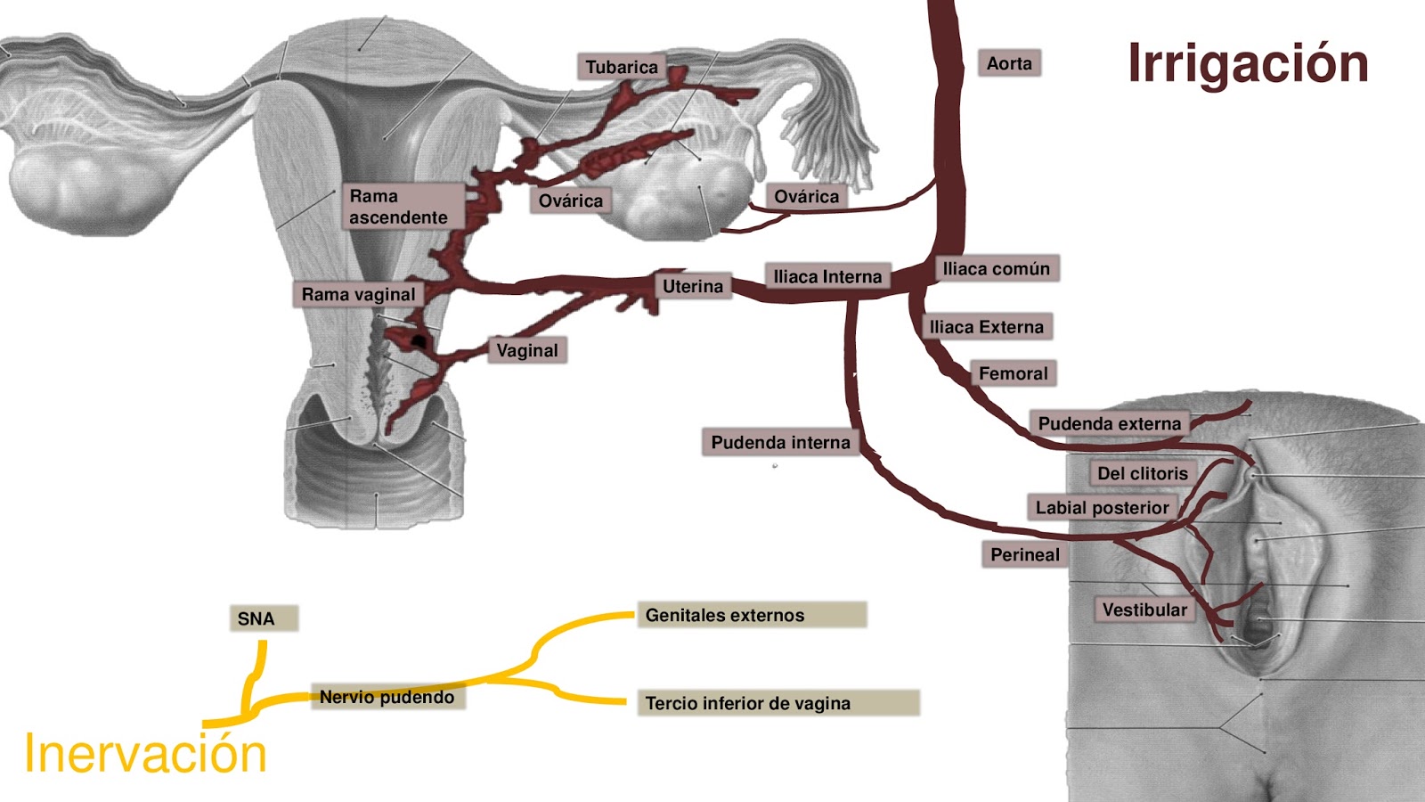 BLOG DE EVIDENCIAS DE LA MATERIA DE GINECOLOGÍA Y OBSTETRICIA ...