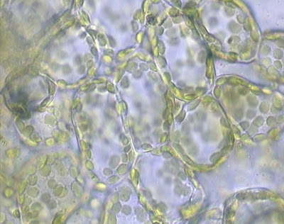 Scienze in lab: Cellule vegetali al microscopio