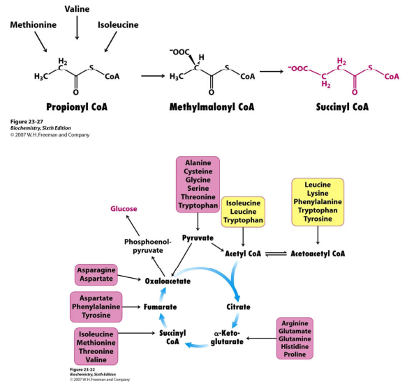 học Y: 09 chuyển hóa acid amin