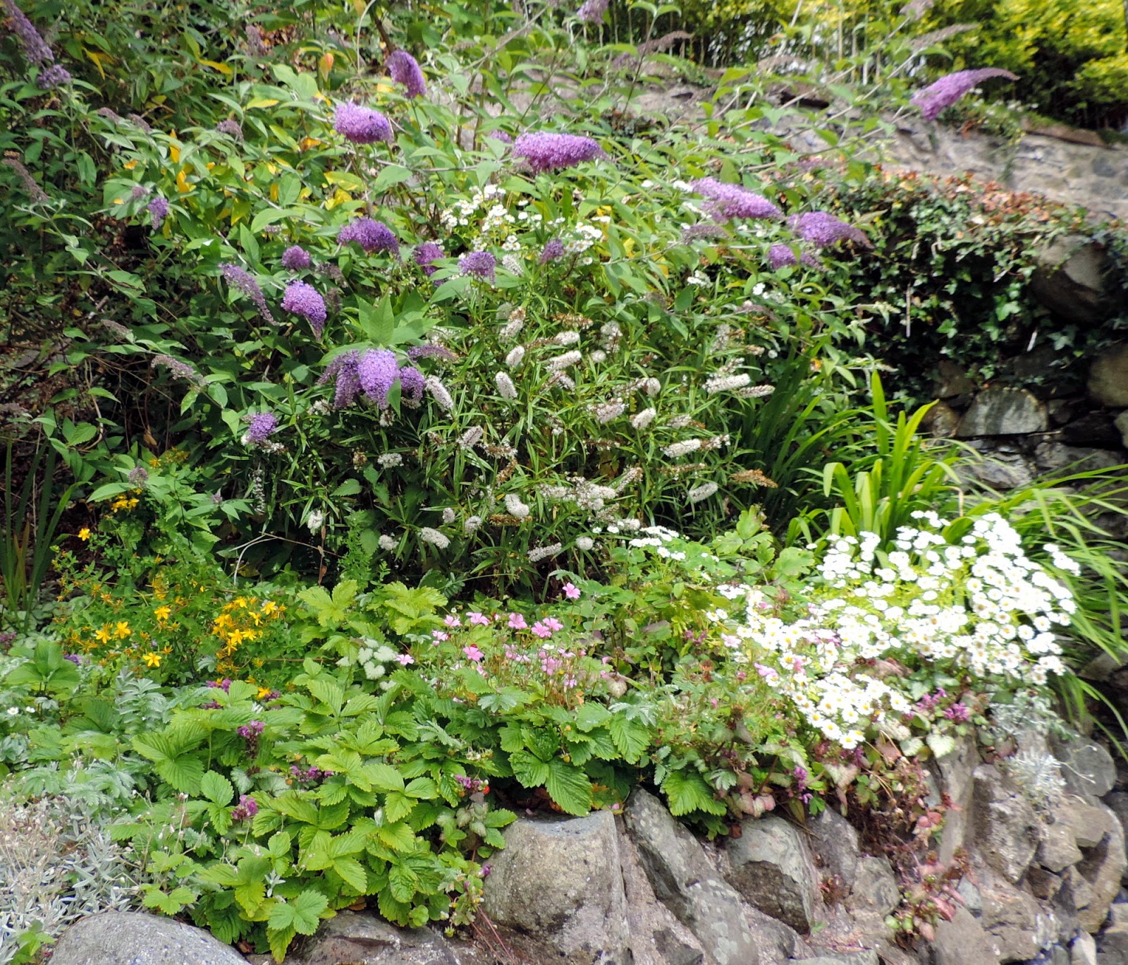 The Glebe Blog: Cygnus update and other stuff. July 2014