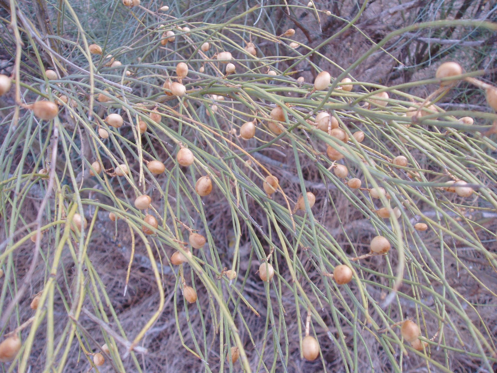 RETAMA: Retama sphaerocarpa | Plantas rioMoros