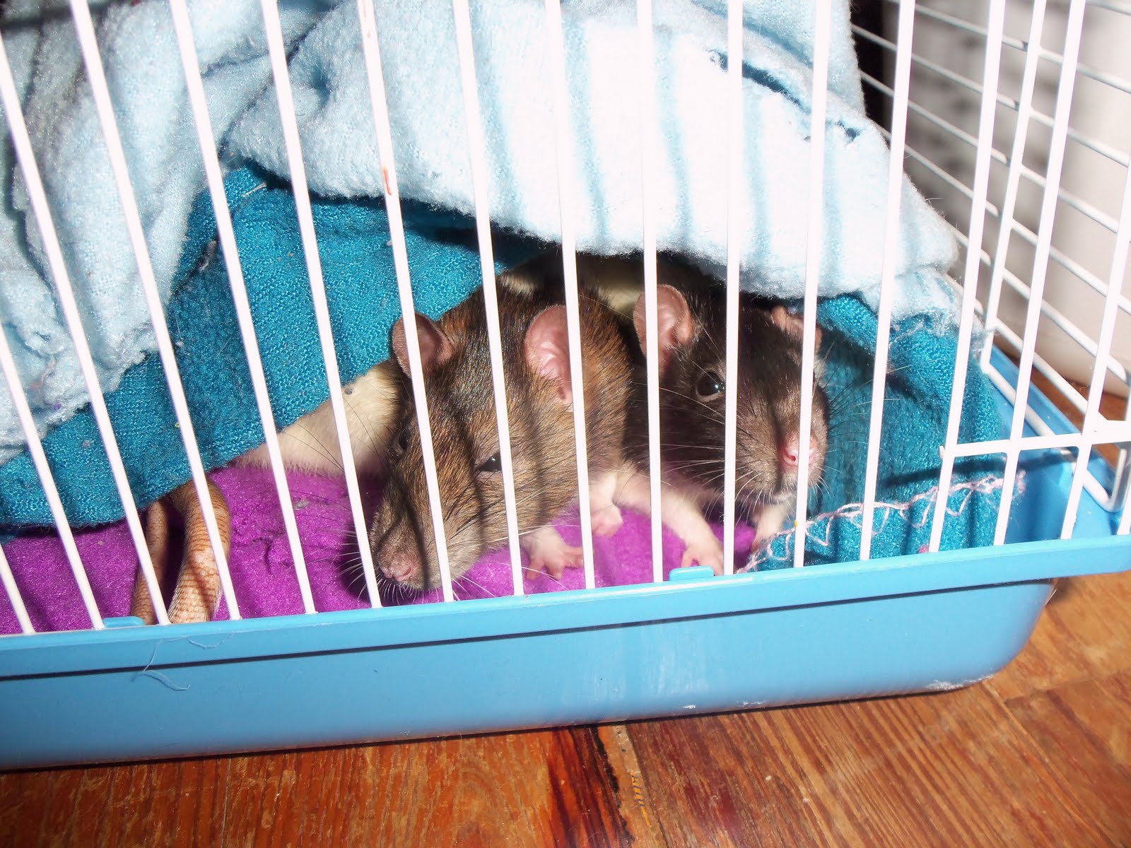 Our new ratties have arrived! | Tunay Na Mahal