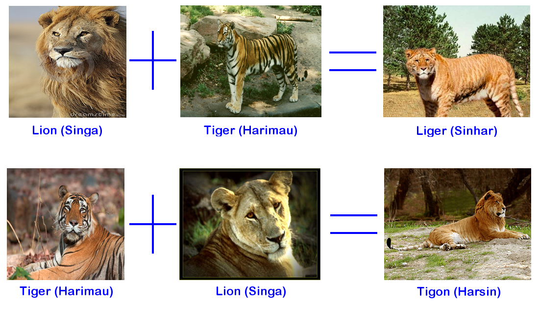Liger Dan Tigon ~ Ari Wiraasmara