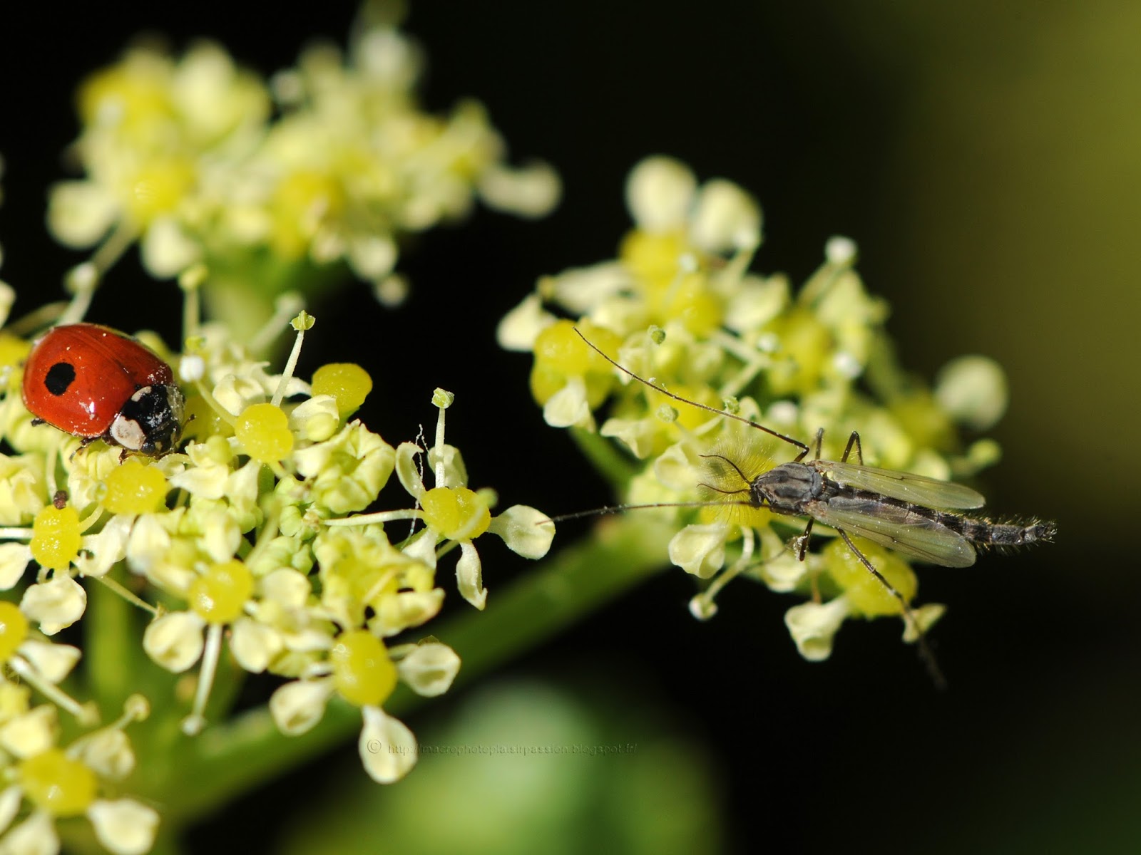 Macrophoto plaisir passion: Le Maceron ou persil de cheval, Smyrnium ...