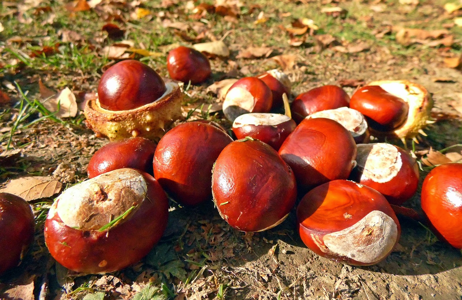 Random Jottings: Conkers