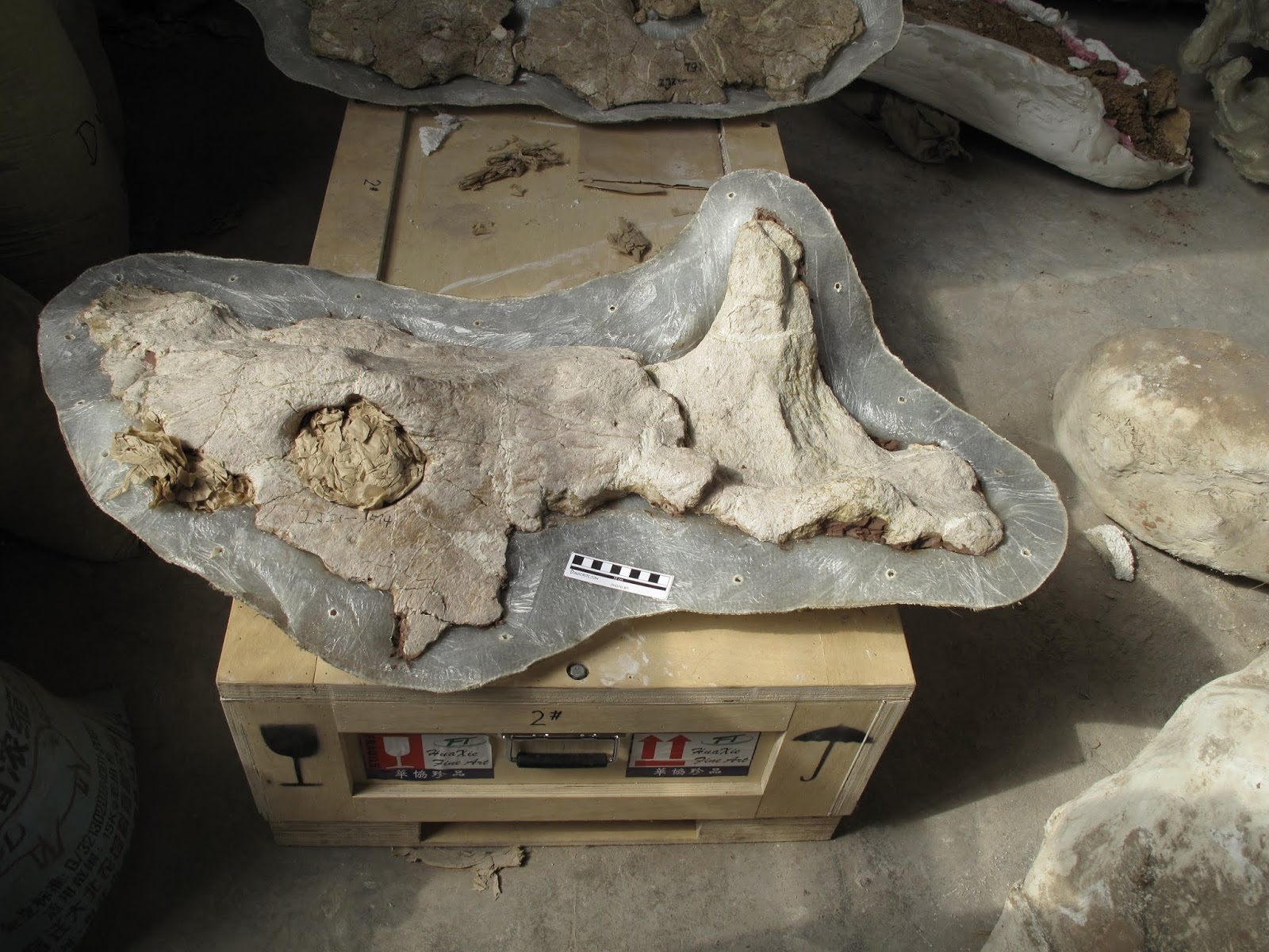 Prehistoric Beast of the Week: Sinoceratops: Beast of the Week