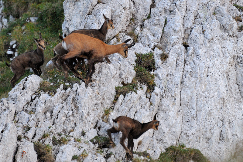 citadela: Capra neagra de Piatra Craiului