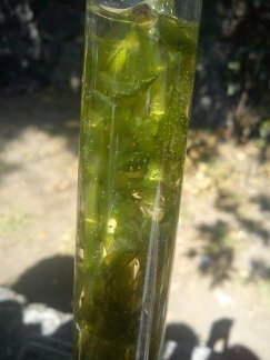 Biología IV Tere Suárez Rangel: Practica de Fotosintesis