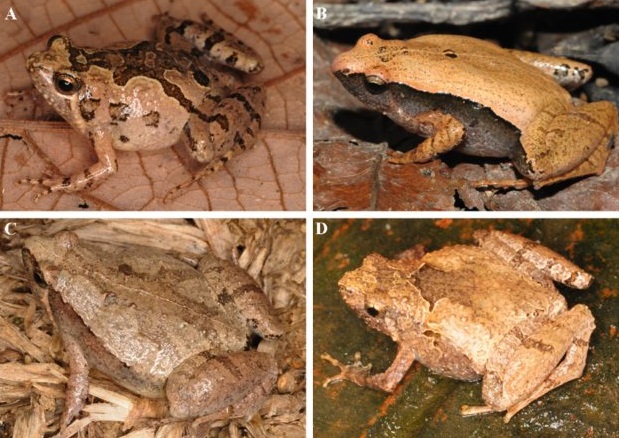 Species New to Science: [Herpetology • 2019] Microhyla aurantiventris ...