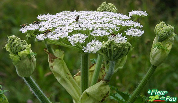 GAC Fond Pirette: La berce commune