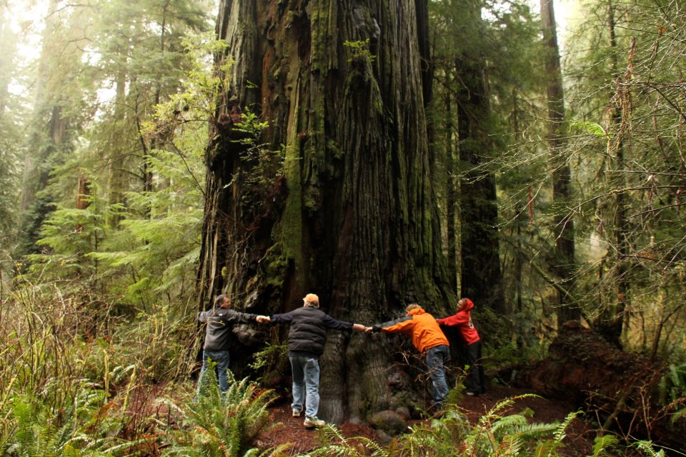 How to Befriend A Tree ! - Psychedelic Adventure