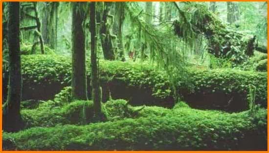 Selva Tropical : Suelo Y Fauna