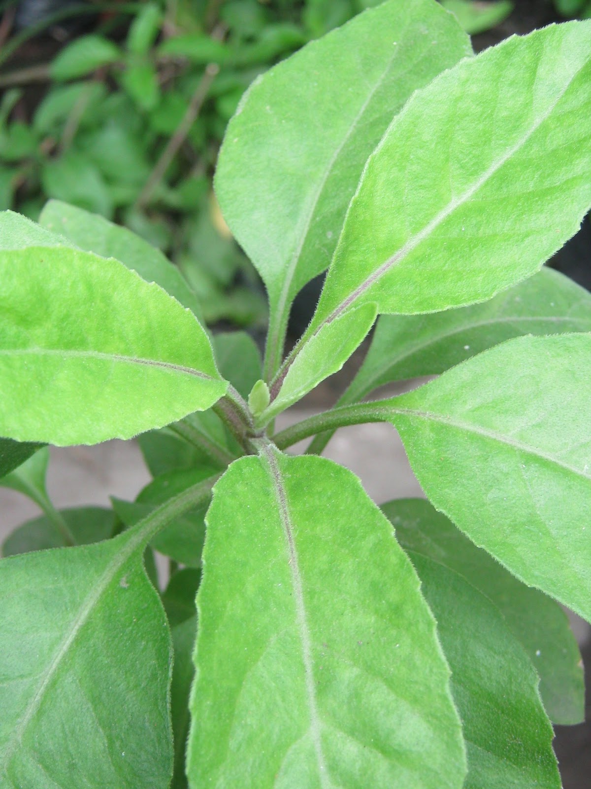 Different Herbal And Herbs, Different Needs - Enchanting Rivulet