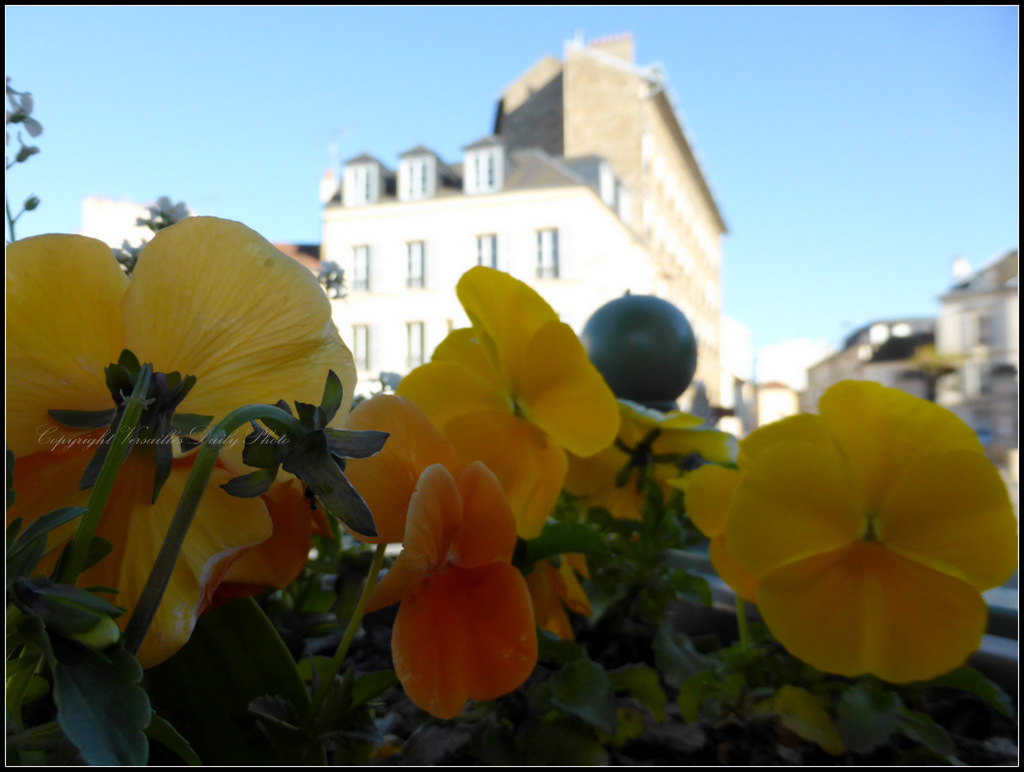 VersaillesDailyPhoto blog: Pensées