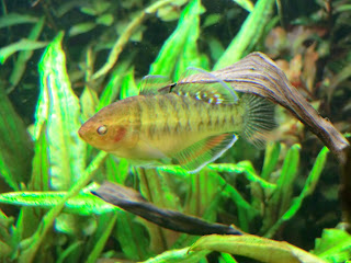 The Fishtank: Fish Spotlight: Hypseleotris compressa