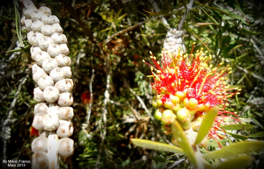 Meu Cantinho Verde: ESCOVA-DE-GARRAFA, SCARLET BOTTLEBRUSH ...