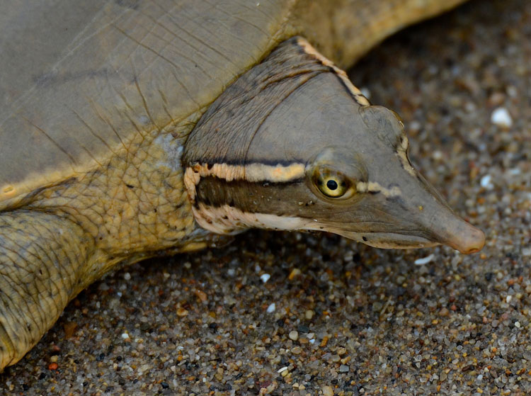 Red and the Peanut: A Midland Smooth Softshell Turtle (Apalone mutica ...