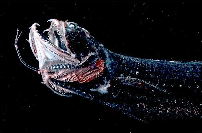 Artes de Pesca: PEZ DRAGÓN