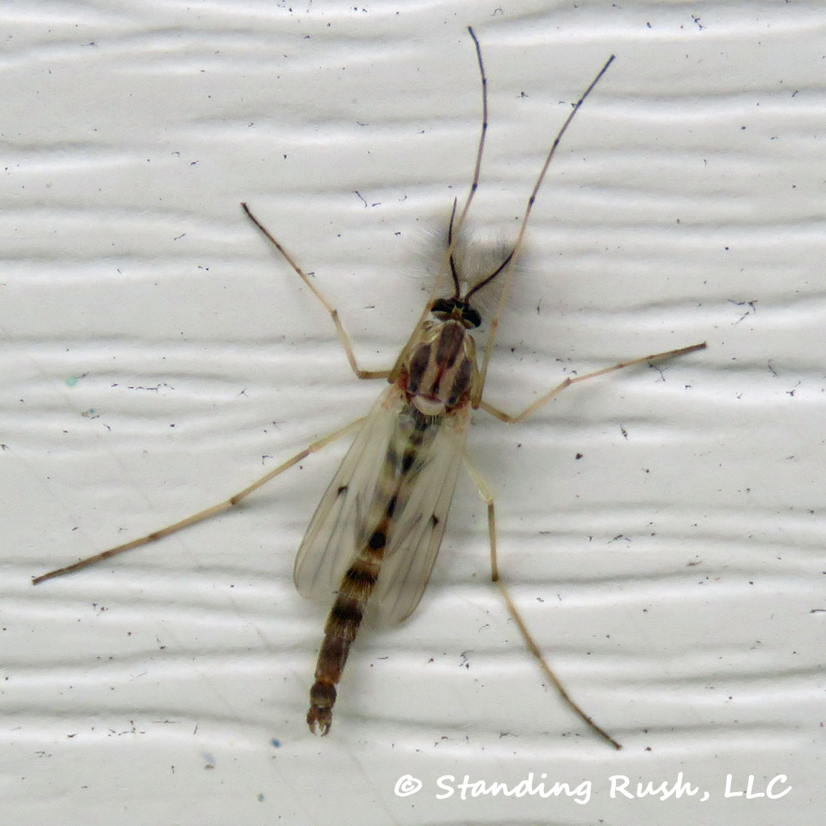 Canadian Soldiers Bug