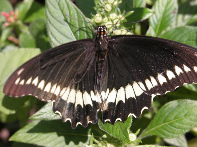 Polydamas Swallowtail ~ Butterfly of The Earth