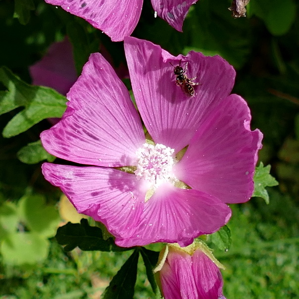 romantischeslandleben: Malven im Garten