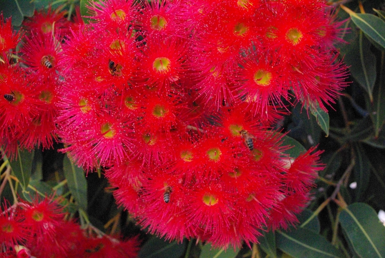 Garden Gatherings: The Prettiest Flowering Gum?