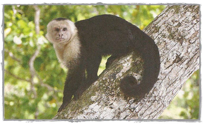 Pormenores Quotidianos: Macaco-capuchinho