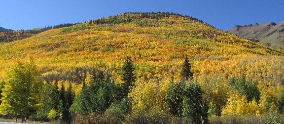 Rocky Mountain Society of Botanical Artists: 2018