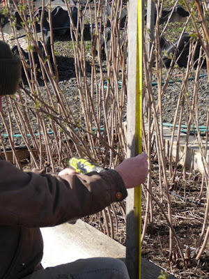 Rural Revolution: Trimming raspberry canes