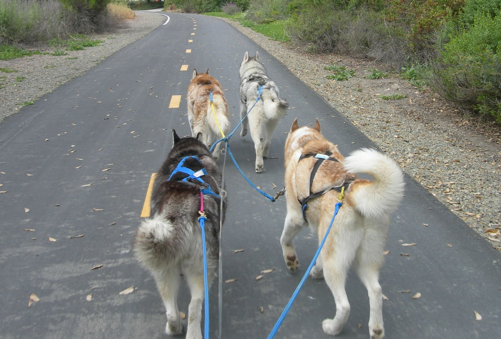 Arctis Carts: Urban Mushing