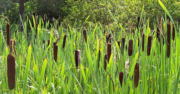 Easy Frugal Living: Foraging and Eating Cattails
