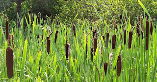 Easy Frugal Living: Foraging and Eating Cattails
