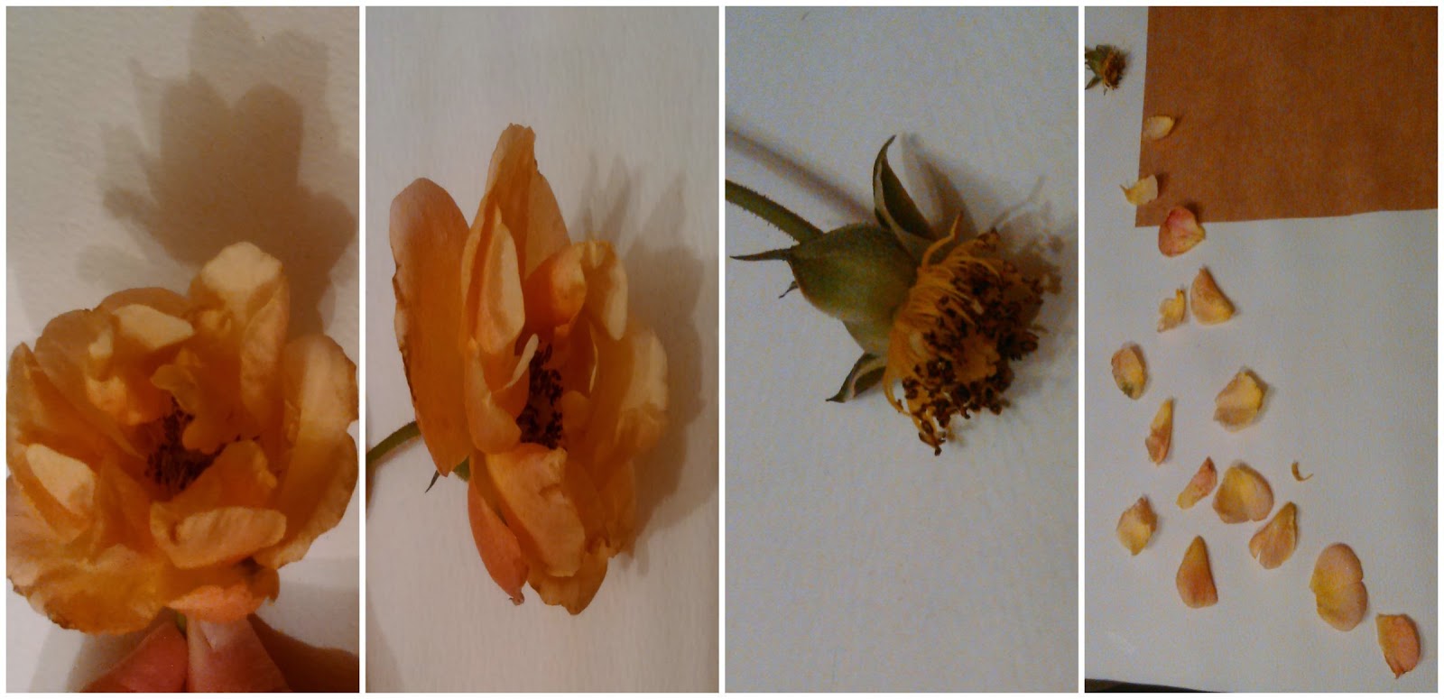 Jasmine Macleod: Decaying Natural Forms