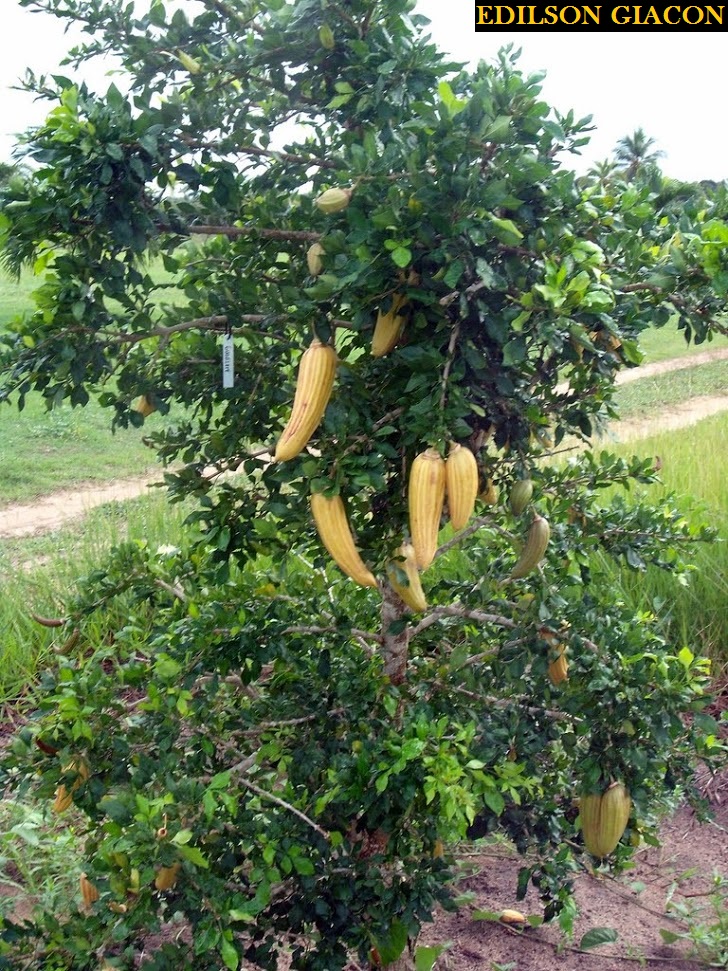 Viveiro Ciprest - Plantas Nativas e Exóticas: Guajilote ou Bananinha ...