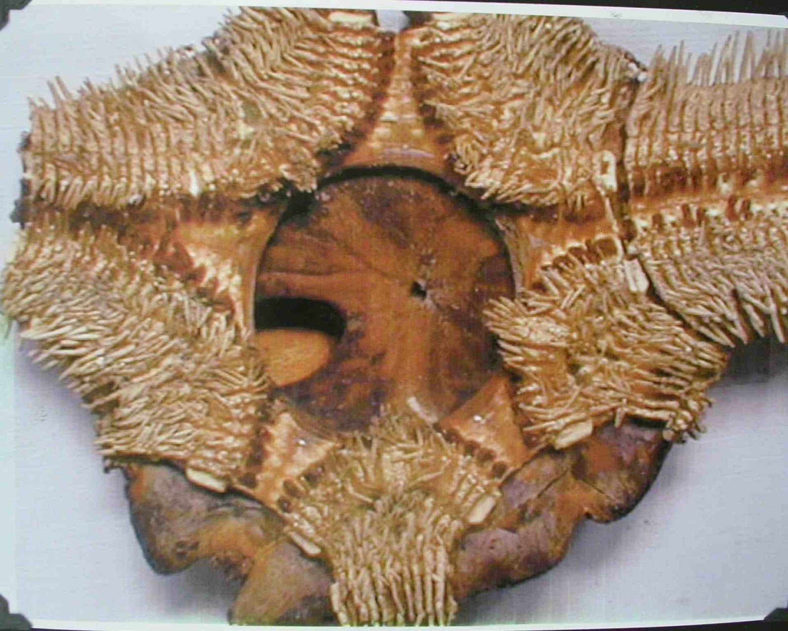 The Echinoblog: Extra! Solaster feeding caught forever in the museum!