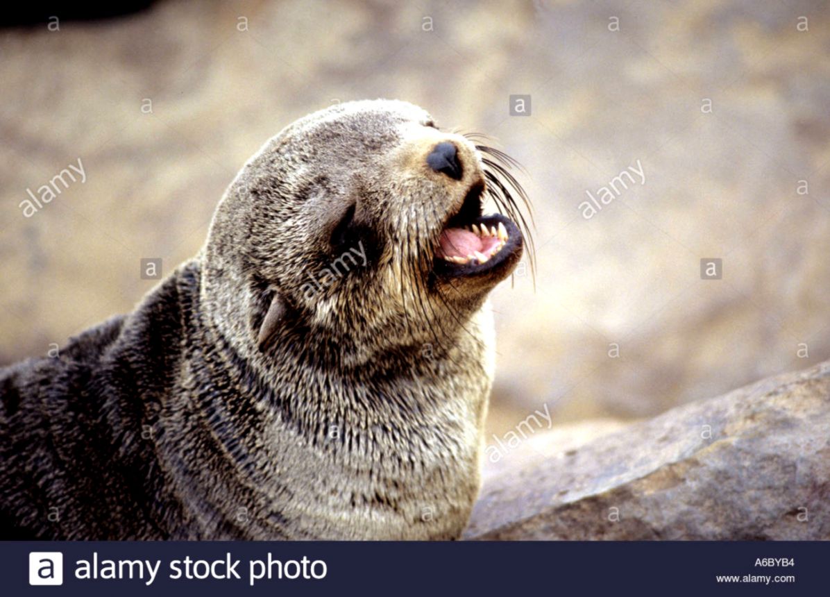 Baby Seal | Important Wallpapers