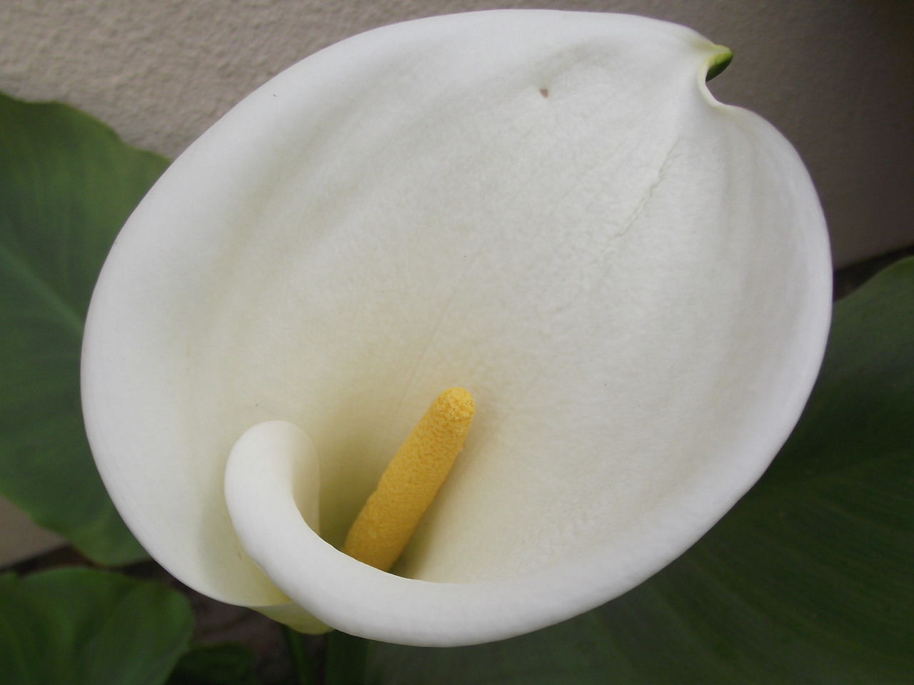 My Cape Garden: Arum Lily