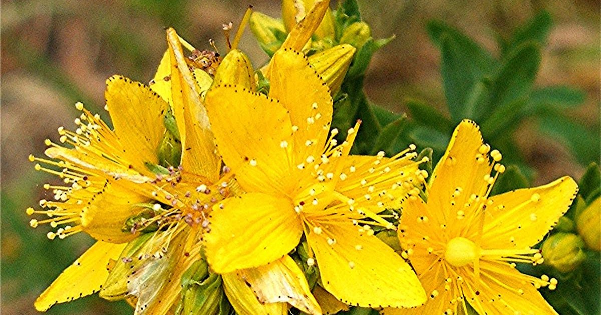 MANUAIS DE CULTIVO - PLANTAMUNDO: HIPÉRICO - ERVA DE SÃO JOÃO - Hypericum perforatum