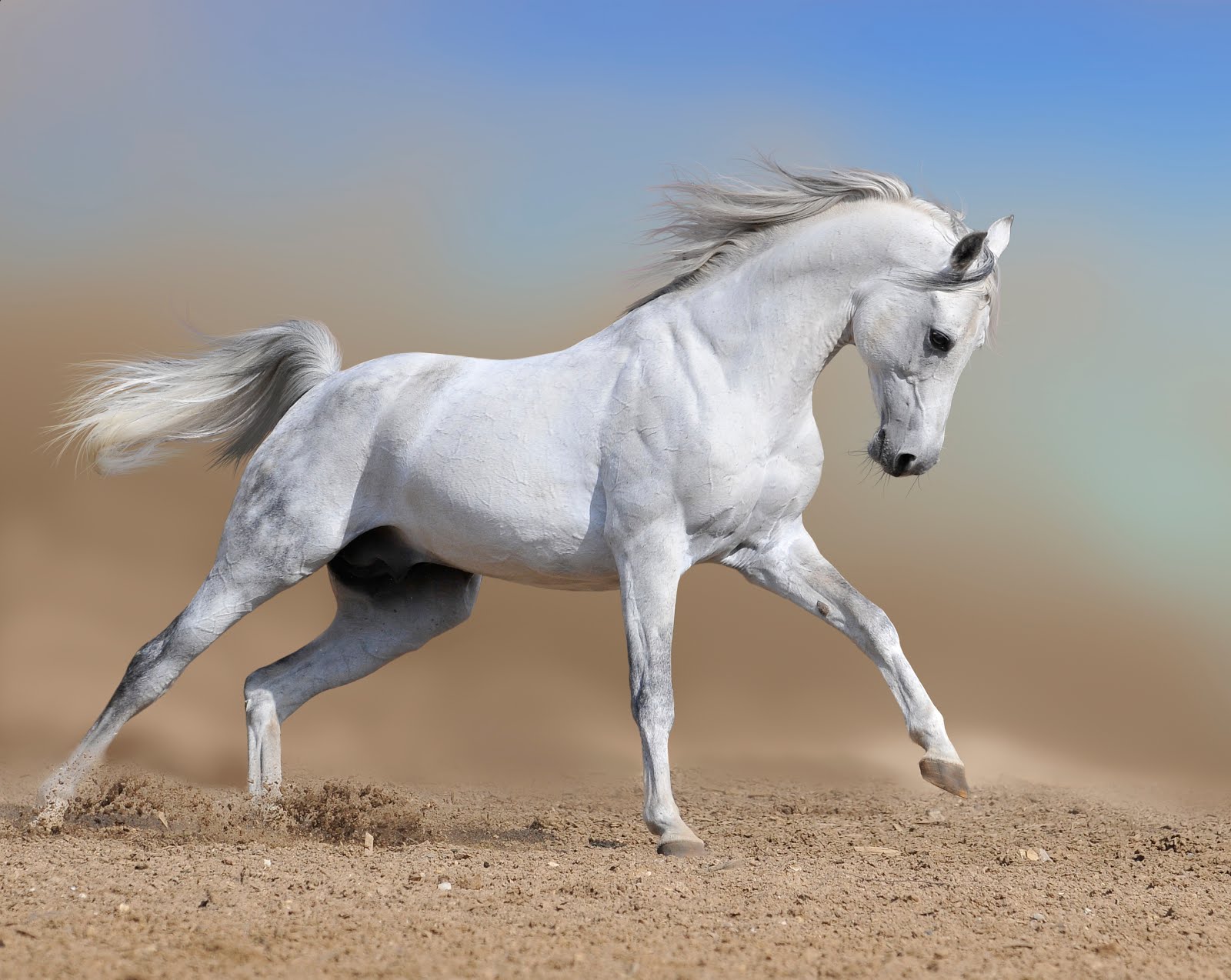 caballo blanco : caballo blanco