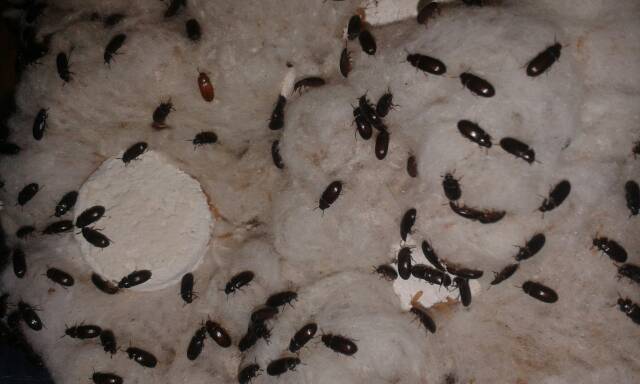 Semut Jepang - Science For Everyone