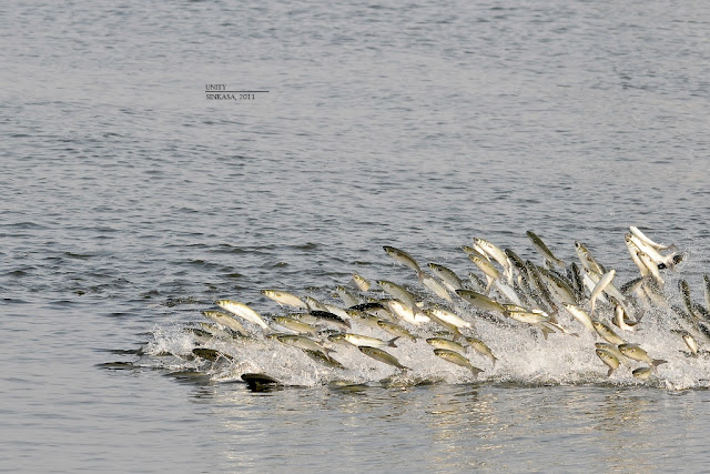 THROUGH THE LENS OF SINKASA: Flying Fish @ Sungei Buloh