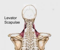 Pro Chiropractic: The Most Important Muscle You’ve Never Heard Of…Part ...