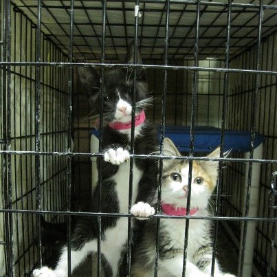 Hyde Park Cats | TNR: August 2012