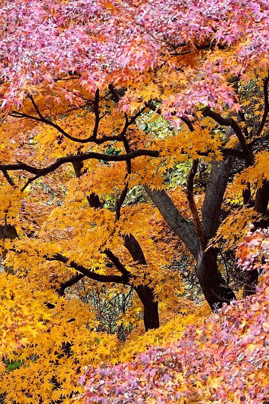 Beautiful autumn color ~ Stunning nature