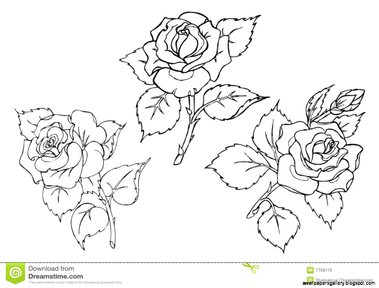 Pictures Of Roses To Trace | Wallpapers Gallery