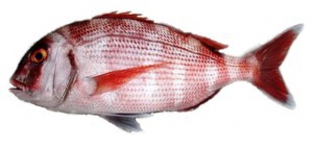 Pêche et Pêche: Pageot