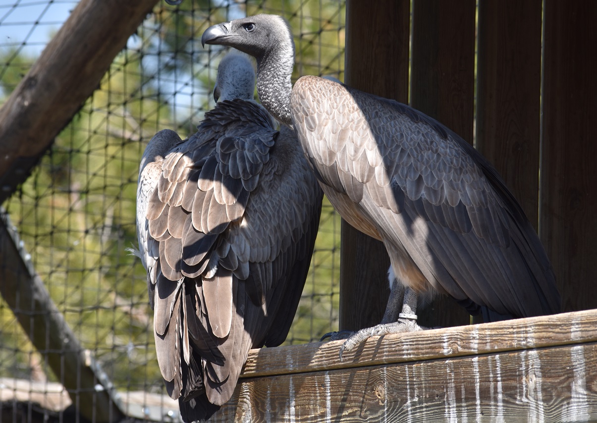 ZOOTOGRAFIANDO (6.100 ANIMALS): BUITRE DORSIBLANCO / AFRICAN WHITE ...