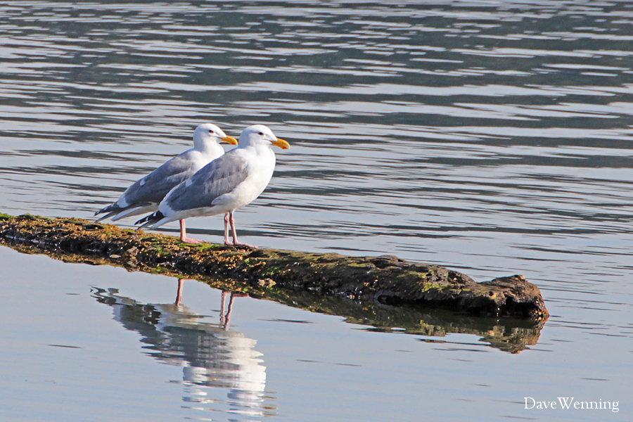 Similk Bay Shorebirds