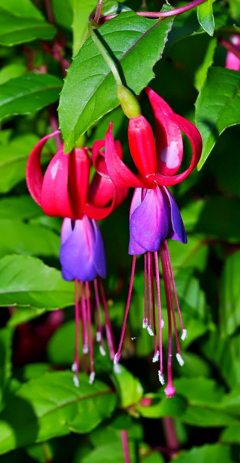 The Outlaw Gardener: Hardy Fuchsias, my favorite plant in the garden ...