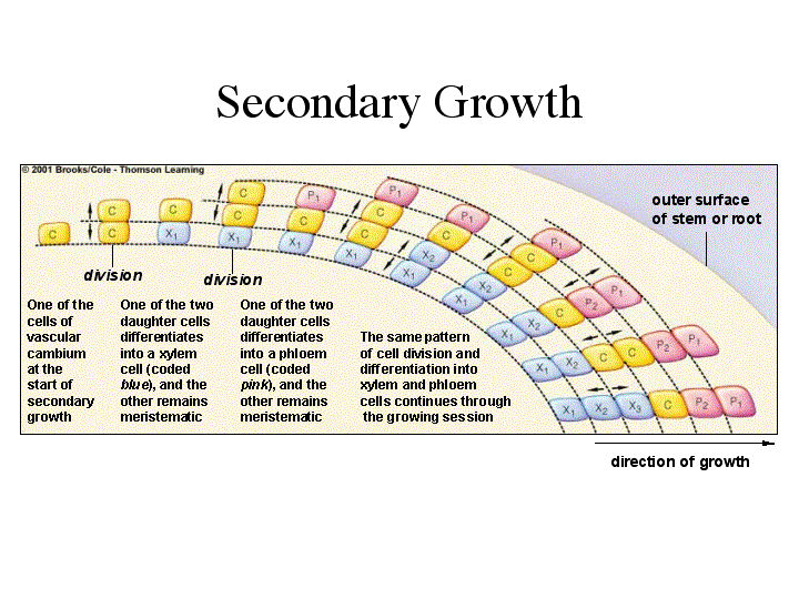 Secondary Growth, Meristematic Activities in Growth - Your Learning Point